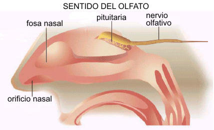 Los sentidos: El olfato