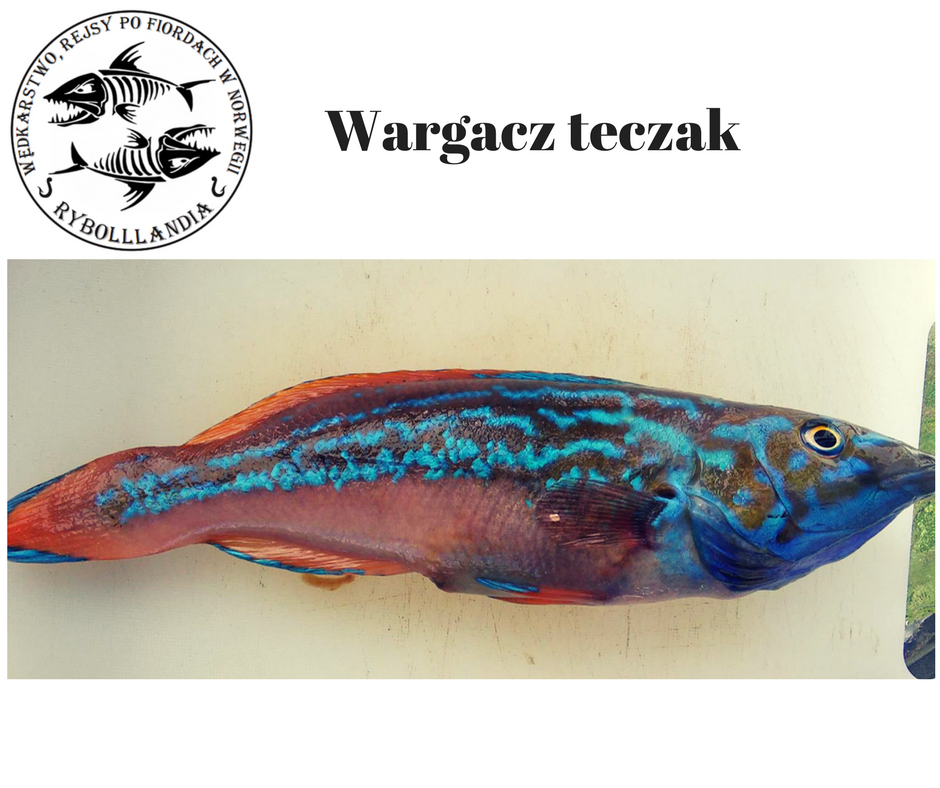 Ryby z rodziny wargaczowatych - Wargacz