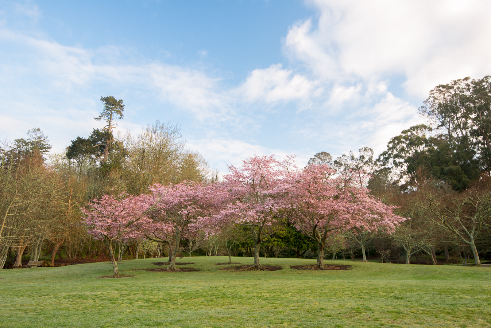 Hidden gems in the heart of Cambridge: Lake Te Koutu {landscape ...