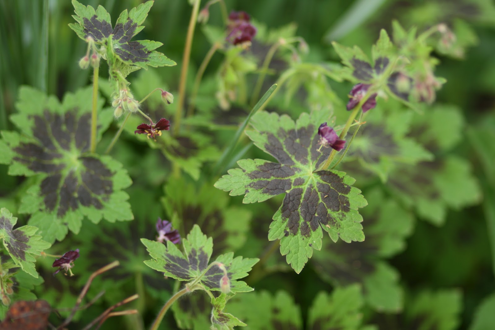 Cheesehead Gardening: Shade Plant of the Week - Hardy Geranium