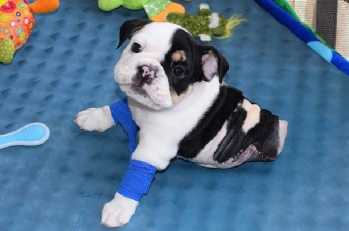 Adorable: Chihuahua rescatado que nació con sólo sus piernas traseras ...