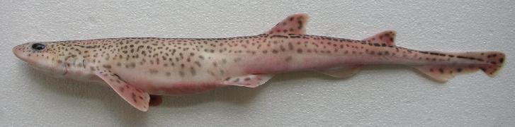 A Pesca do Jorge Santos: Pata-roxa