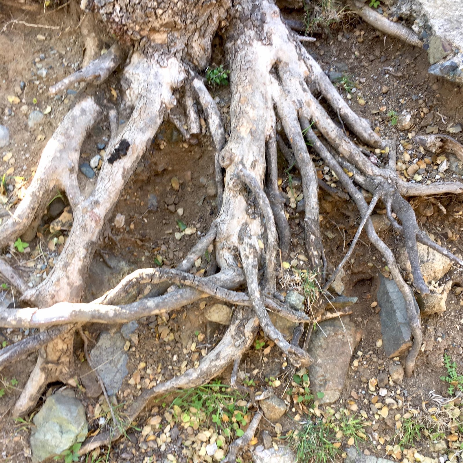 Textures and plants from Samothraki island - Greece | Boriana Art Blog