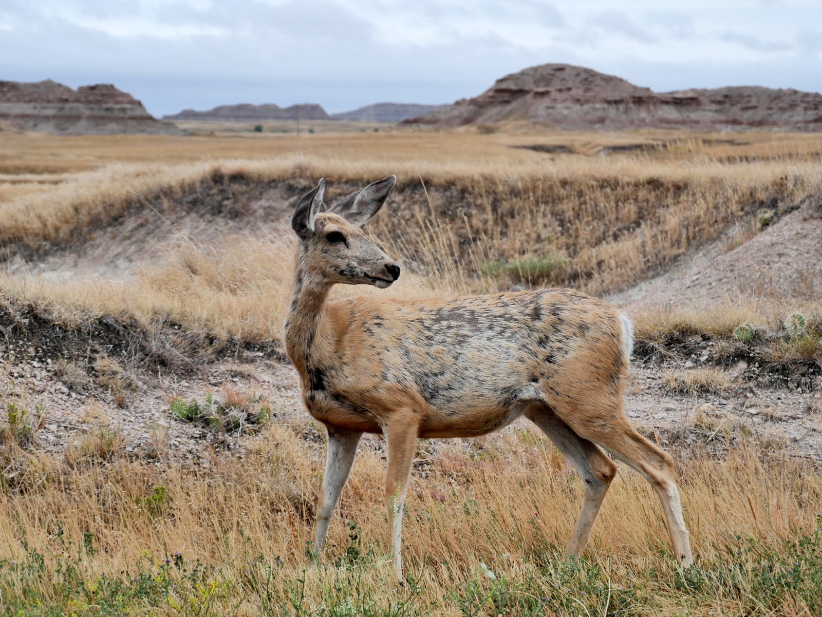 American Travel Journal: Morning Wildlife along Badlands Loop Road ...