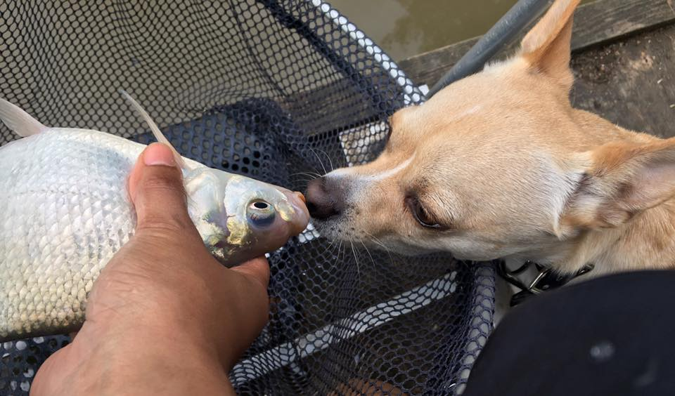 Fishing with Brownings May Potter