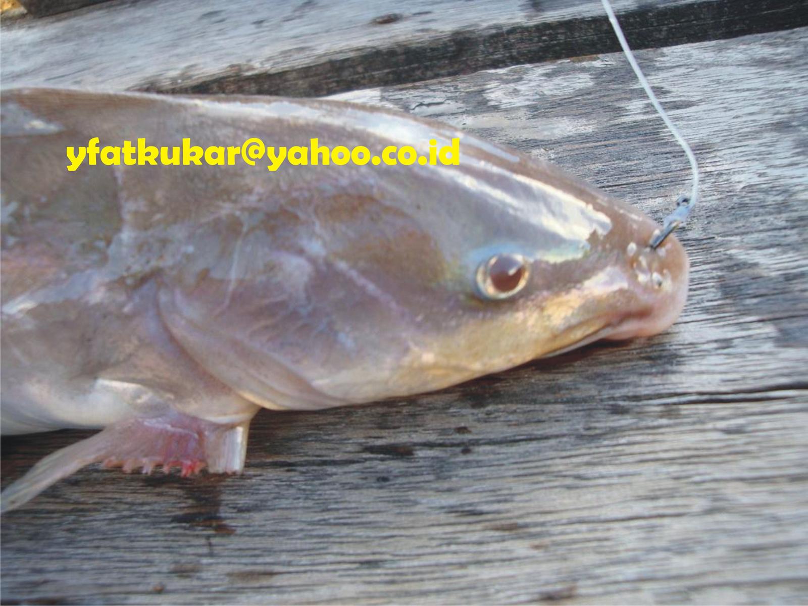 Gagok (Mystus wolffii)