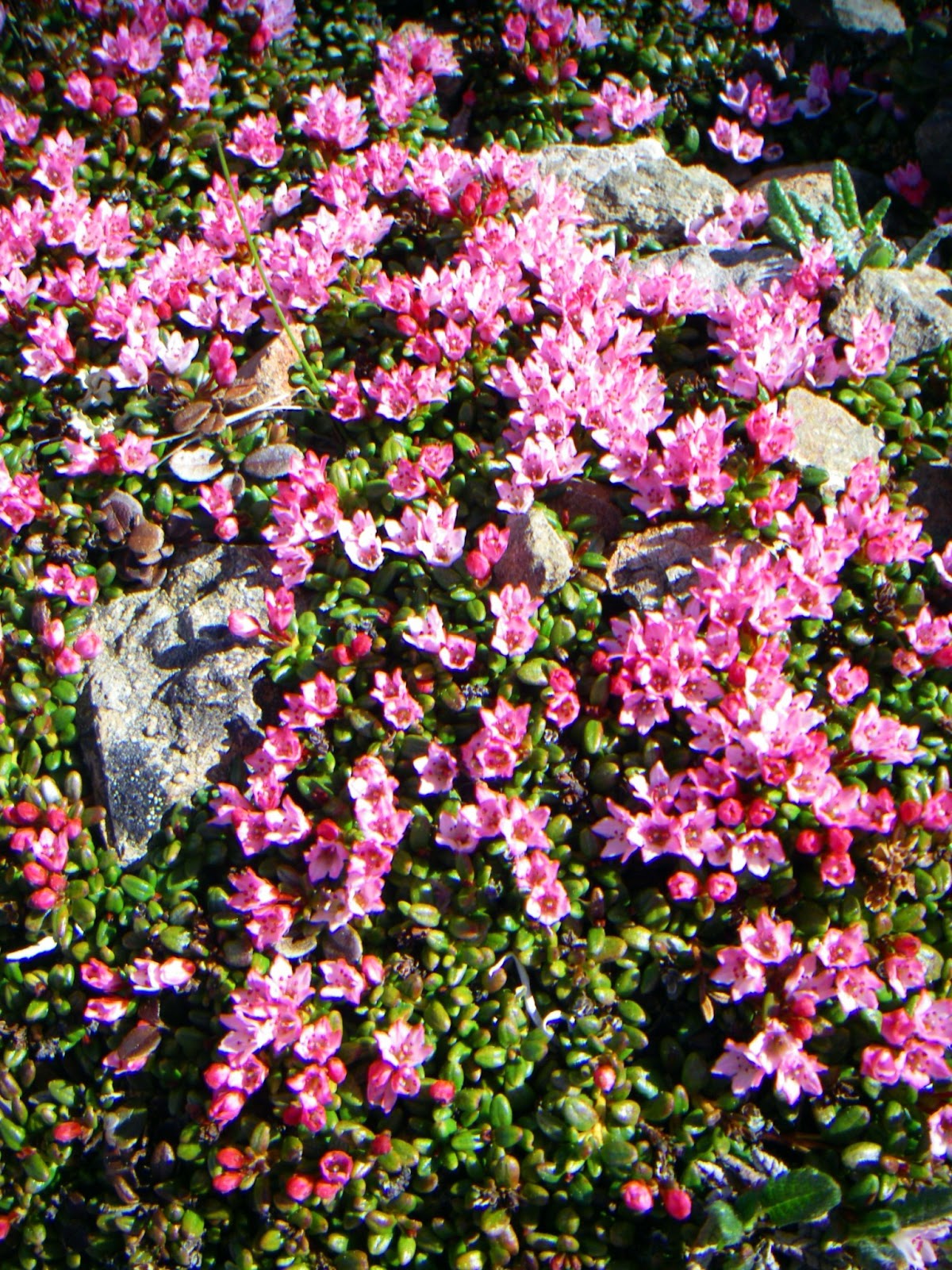 Duffyville: Stop and Smell the Silene acaulis