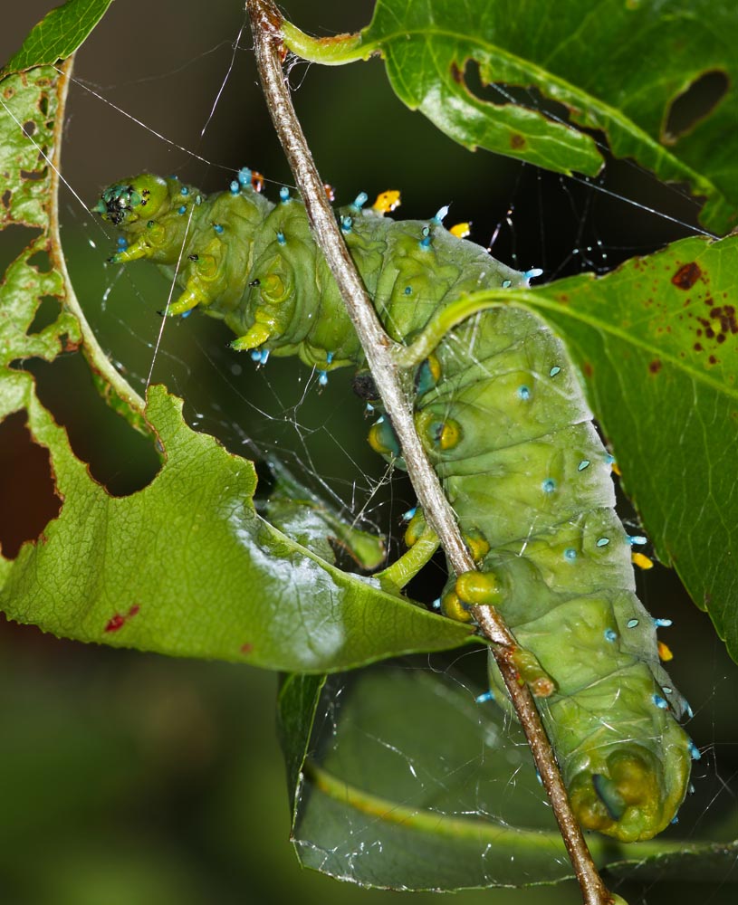 All of Nature: Cecropia Caterpillars Make Silk Cacoons