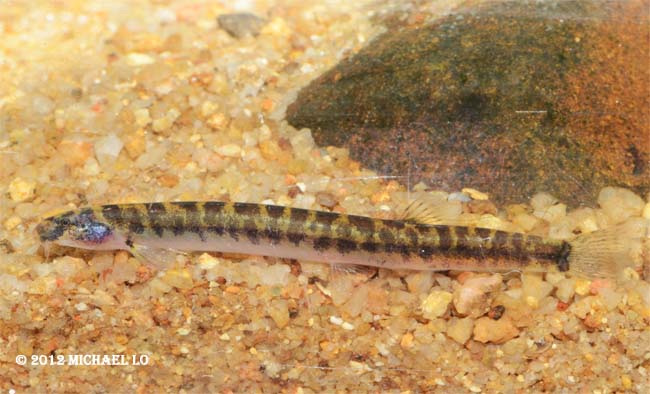 The rainforests of Borneo & Southeast Asia: 2 loaches from Sungai ...