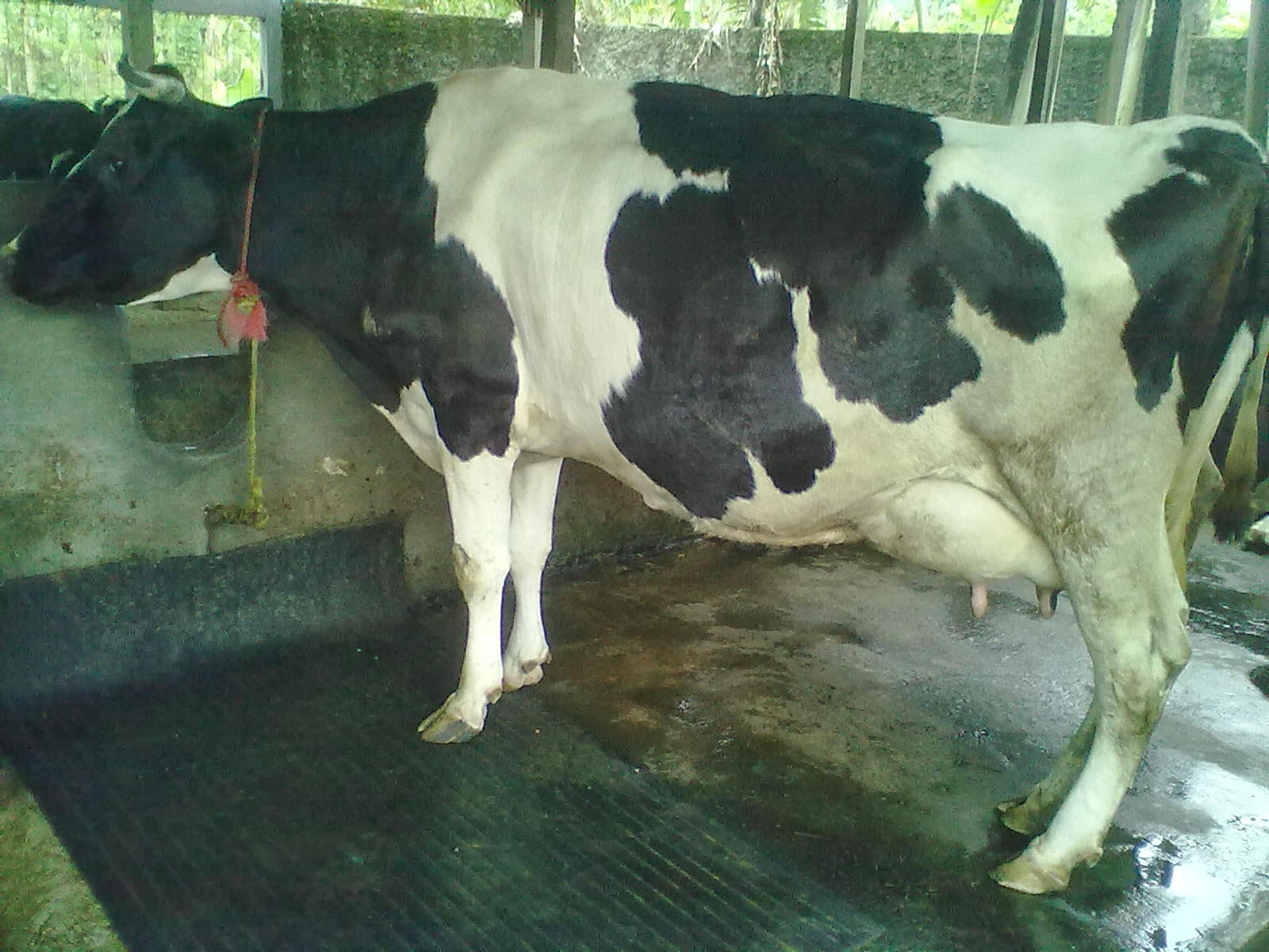 BP3K SUKALARANG: Mastitis Pada Sapi Perah