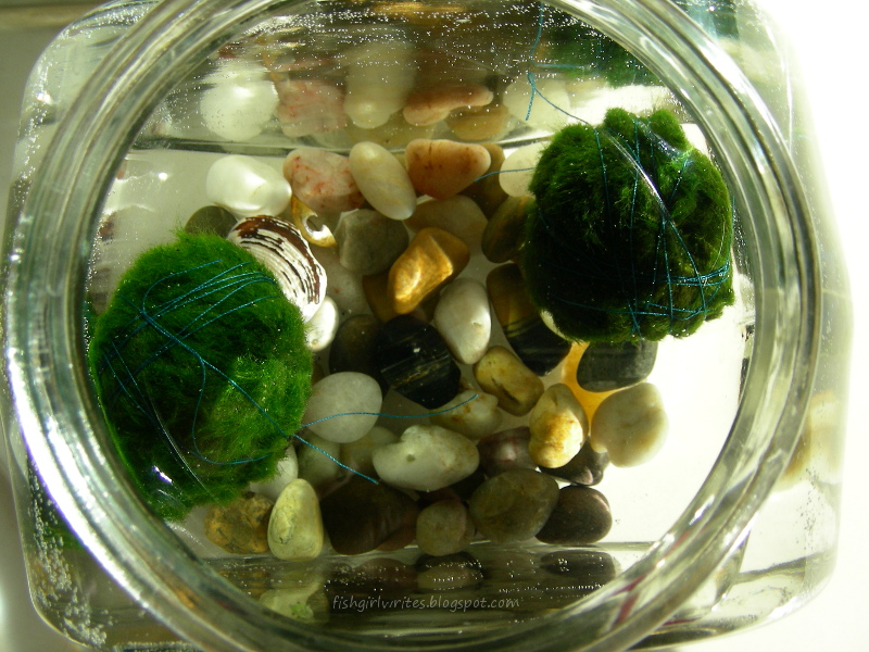 Fish Girl Writes: Marimo (Aegagropila linnaei) Care