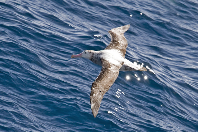 Antarctica & South America: Wandering Albatross