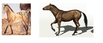 Paleontología y Evolución en la UCM: ¿Estaban a dieta los équidos ...