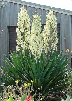 Yuca Cóncava (yucca filamentosa) - Frutas del mundo