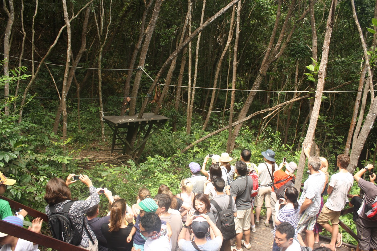 jalanjalan: Rasa Ria Nature Reserve, Sabah