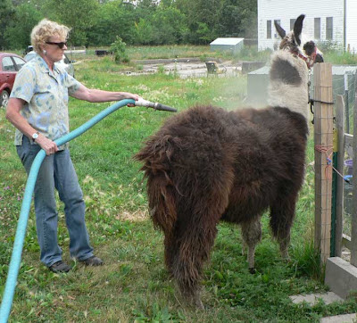 Antiquity Oaks: Camelid spa day
