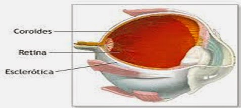 Una Mirada Introspectiva: Los Órganos de la Visión