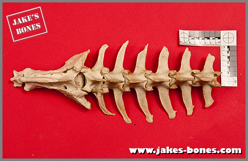 Lisa, my old red deer hind skeleton : Jake's Bones