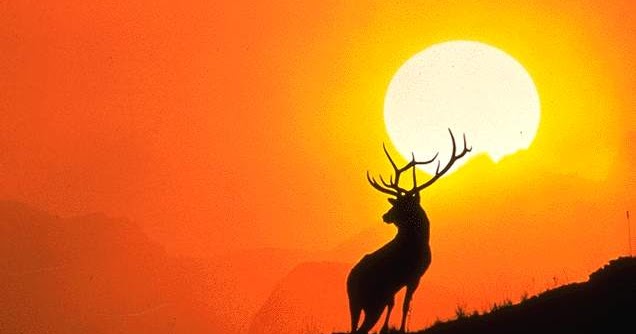 A Csodaszarvas legendája