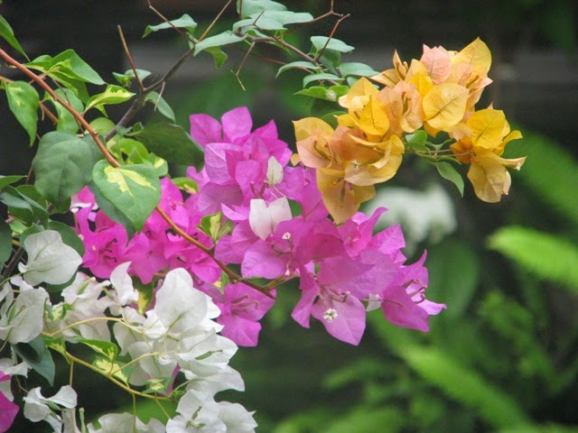 Aneka Tanaman Hias di Indonesia | Cara Budidaya