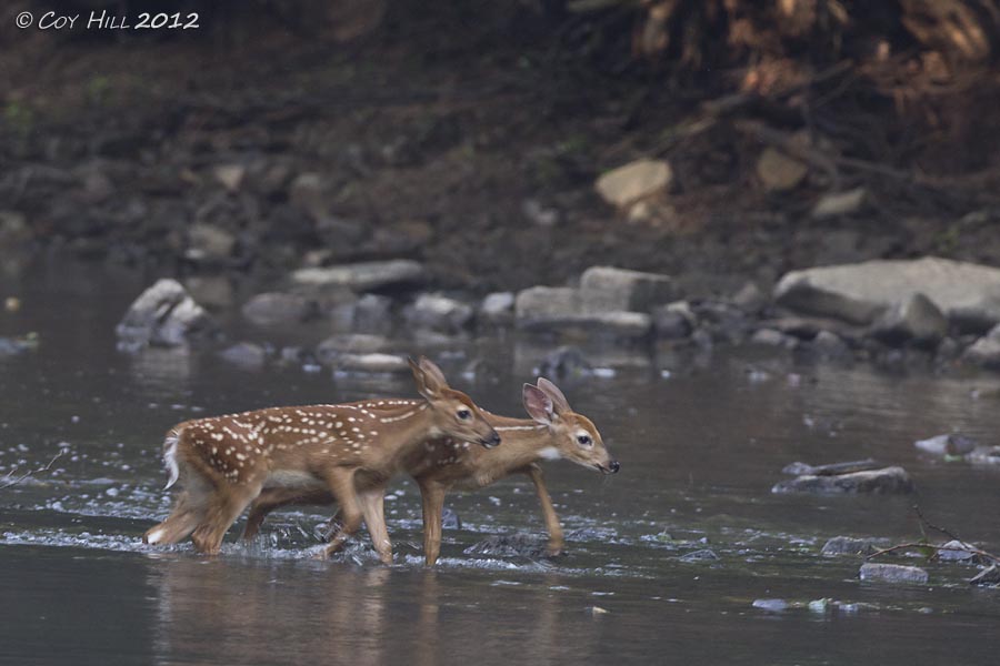 Country Captures: Whitetails and Water