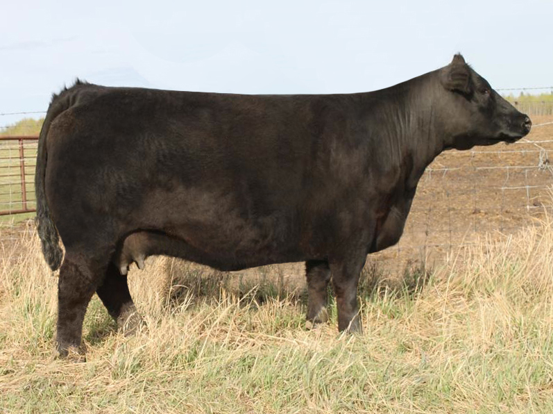 DIAMOND G CATTLE CO.: Anarchy x Rockstar bull calf...WOW!!