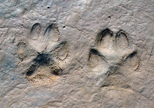 DIARIO DE UN NATURALISTA por Víctor J. Hernández: CURSOS DE ...