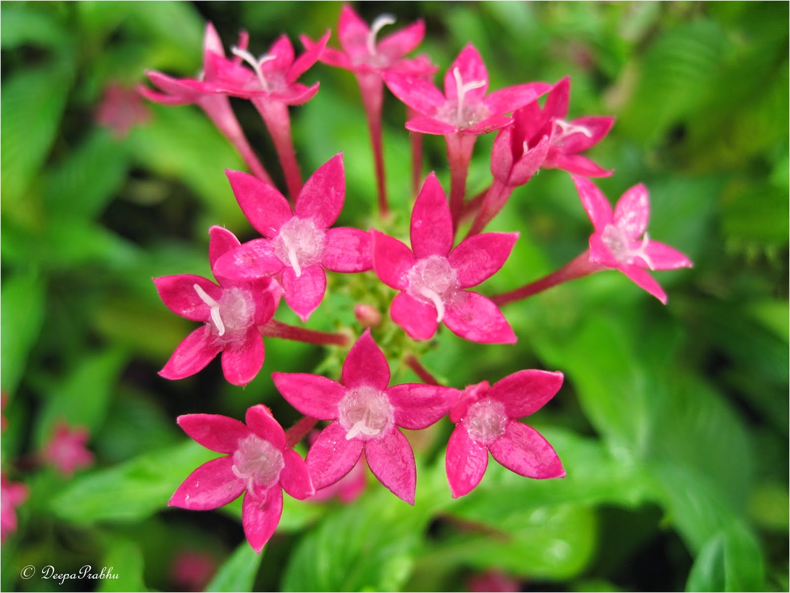 Pentas Flowers - Random Photography