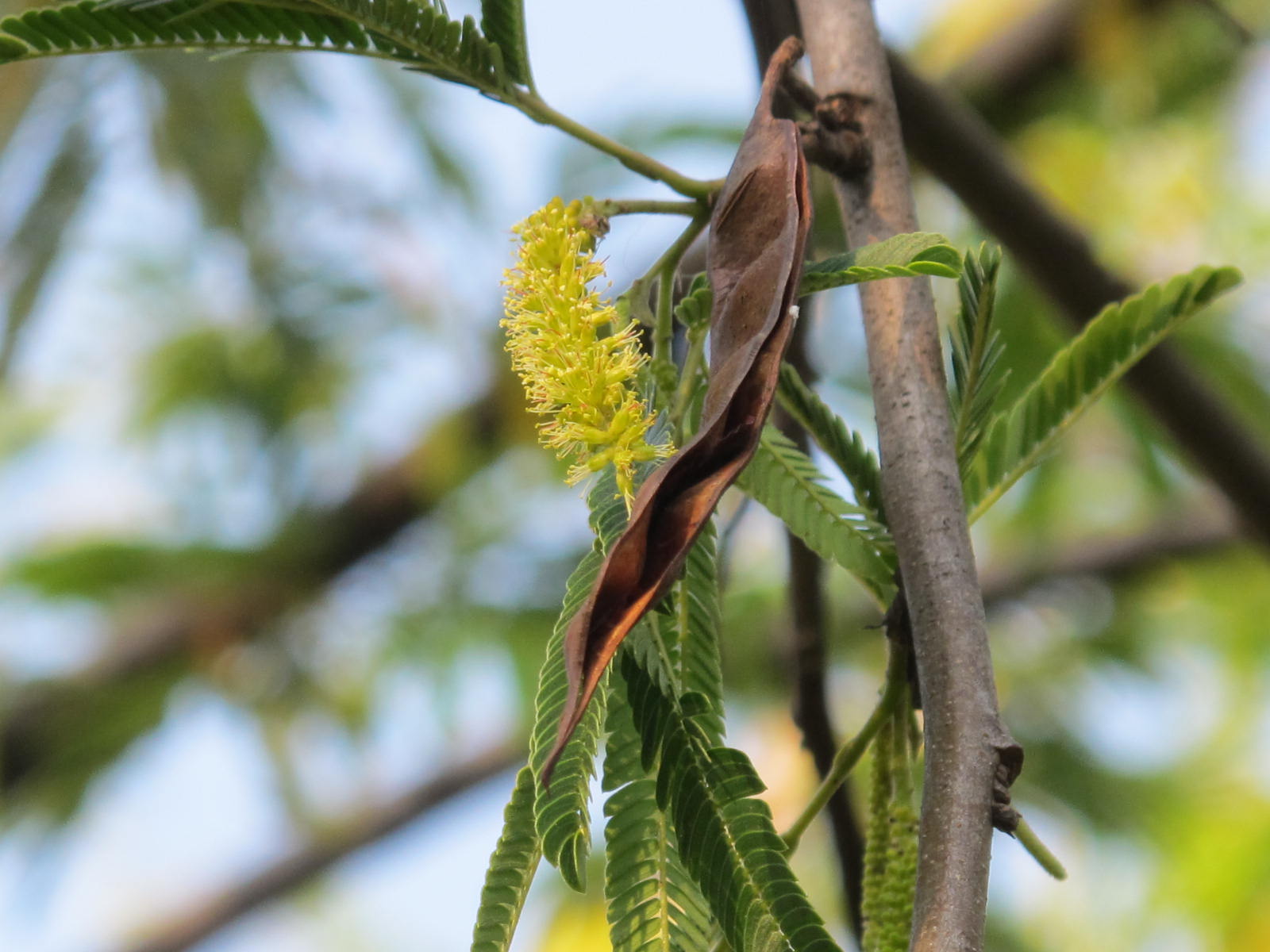 Fabaceae - Leguminosae no Brasil: Fabaceae - Parapiptadenia rigida ...