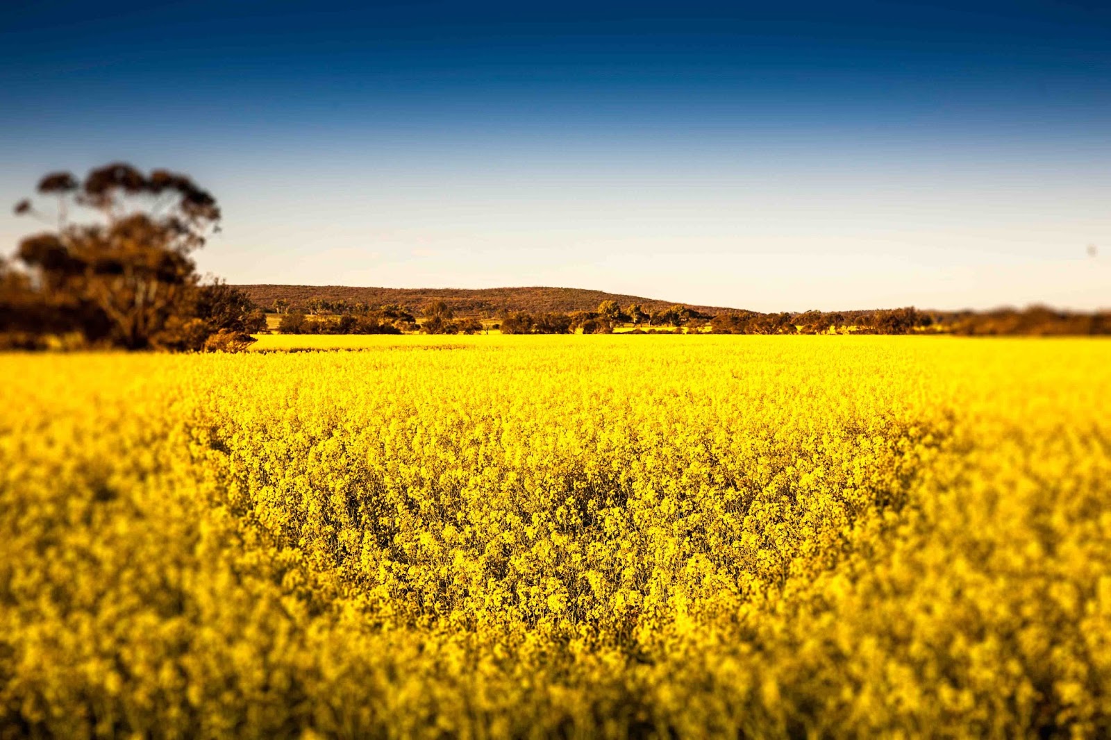 Carnamah in 2015: Photographs by Alan Malone - Carnamah Historical ...