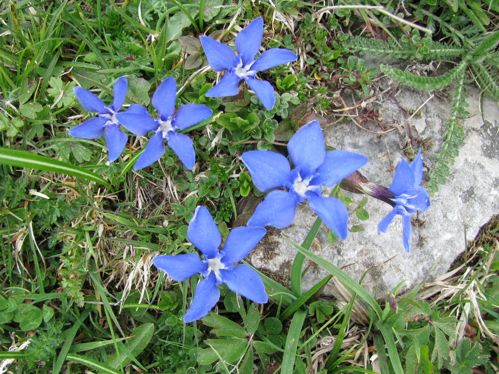 betima-photos: Modrina na planini