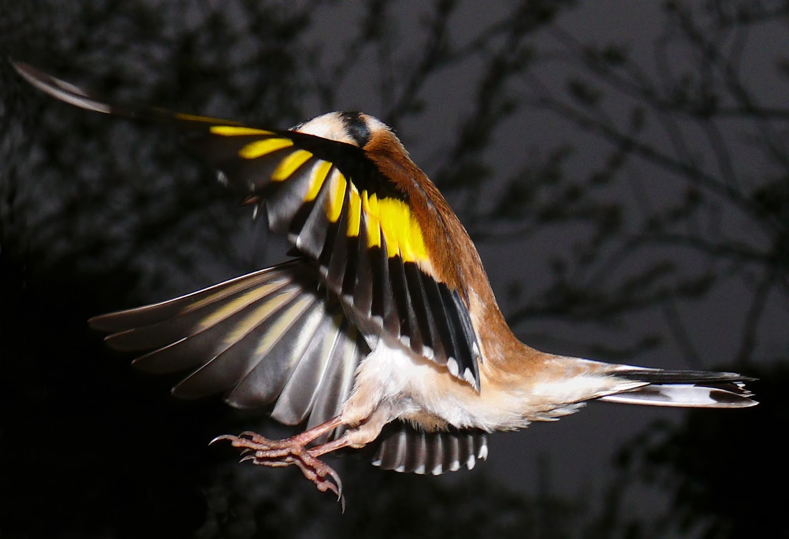 Doug Mackenzie Dodds - Images | The "charming" bird. By Keats, Raphael ...