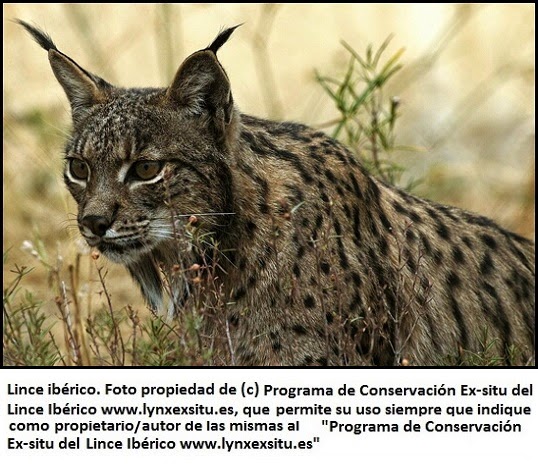 TIERRA SYLVANA: LINCES.