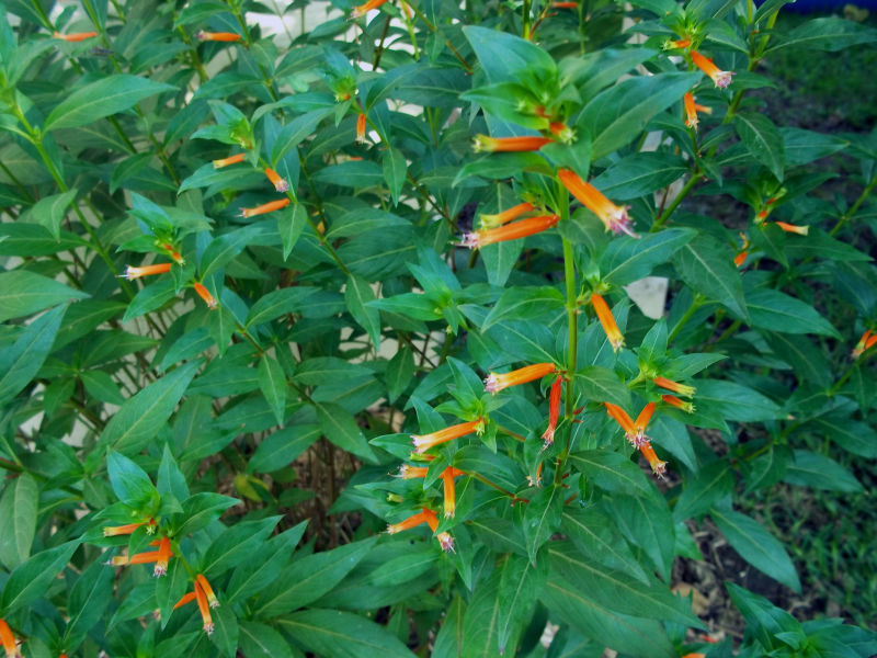 Davy's Louisiana Gardening Blog: Have a Cigar - Mexican Cigar Plant