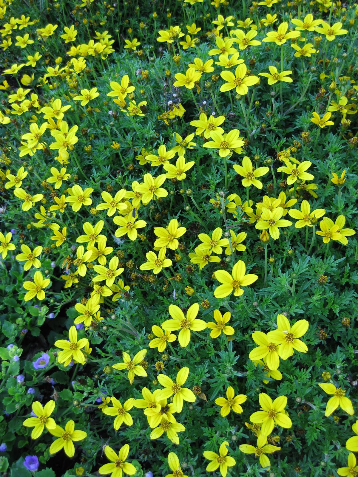 Beautiful Bidens - Rotary Botanical Gardens