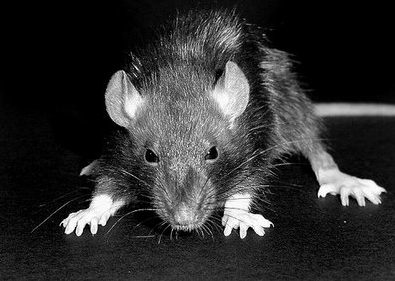 At Coco's Corner: Wednesday: How rats are handled in movies