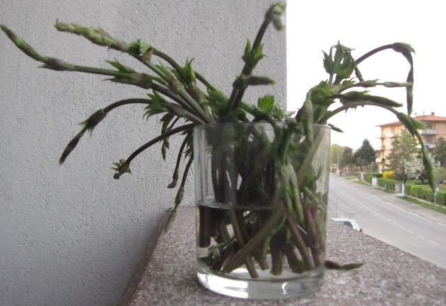 EGO SUM: FRITTATINA DI BRUSCANDOLI