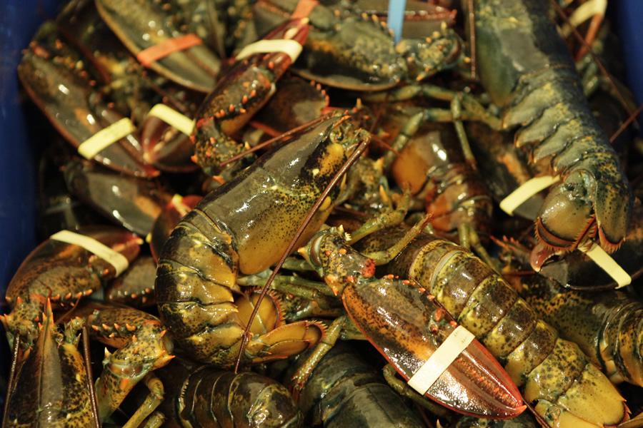 Live Lobster Supplier - Live Lobster Exporter, Live Lobster Supplier ...