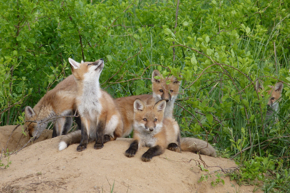 Connecticut Audubon Society: Fox family growing