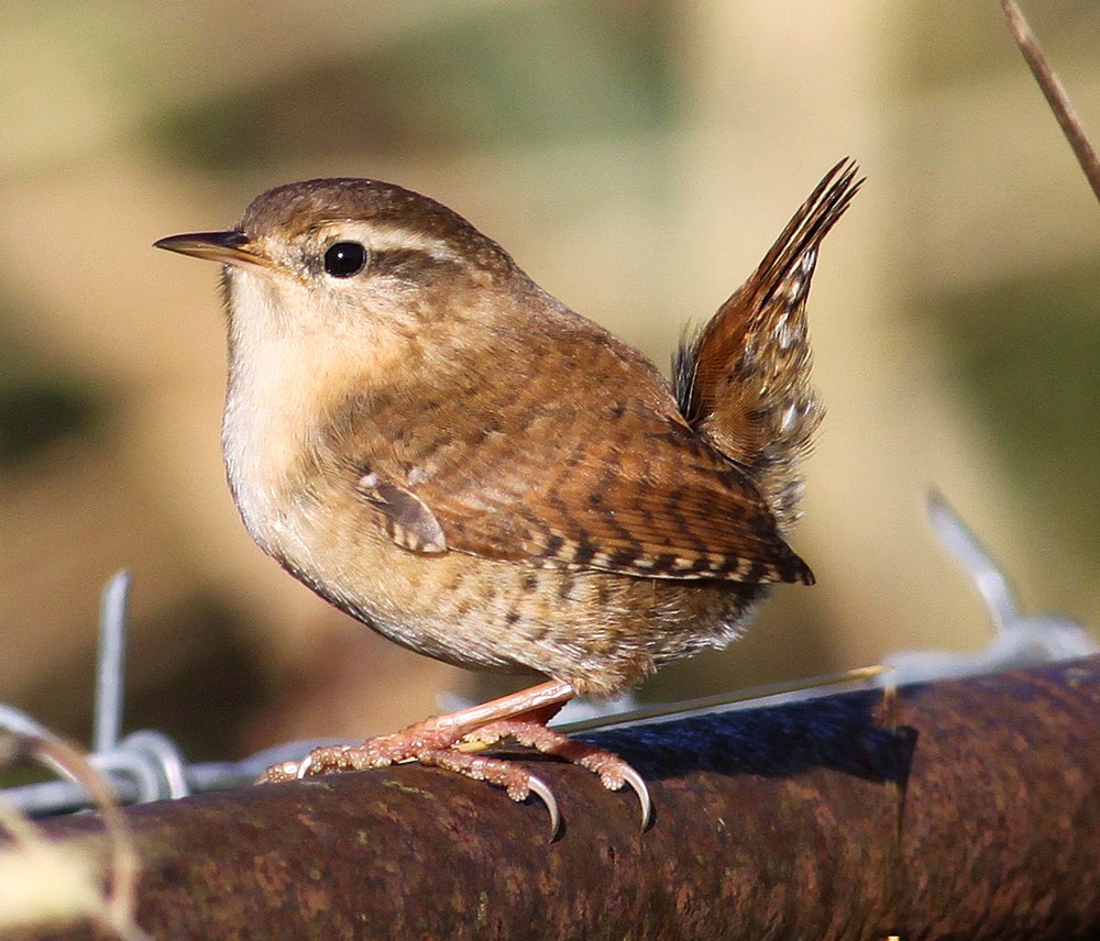 Another Bird Blog: Good Morning All