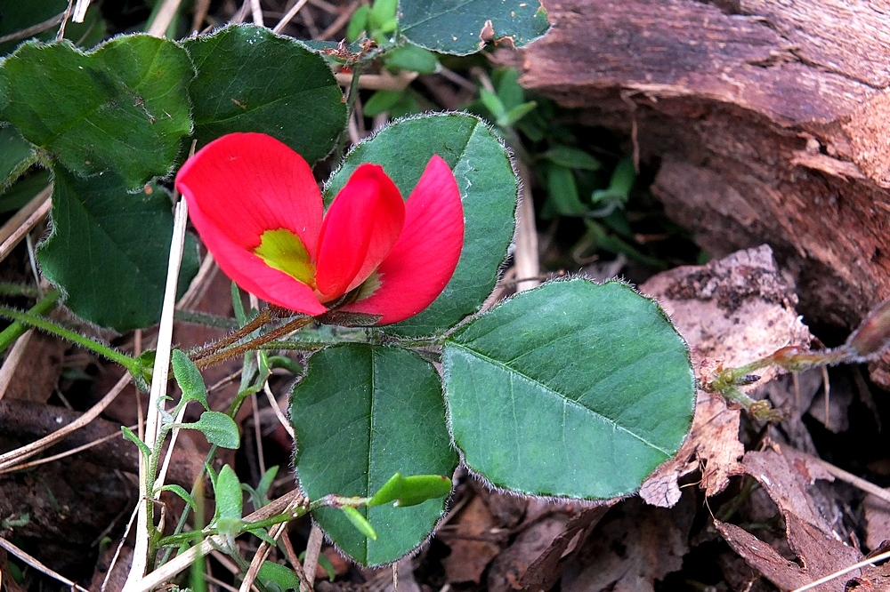 Friends of Drouin's Trees: Go Native