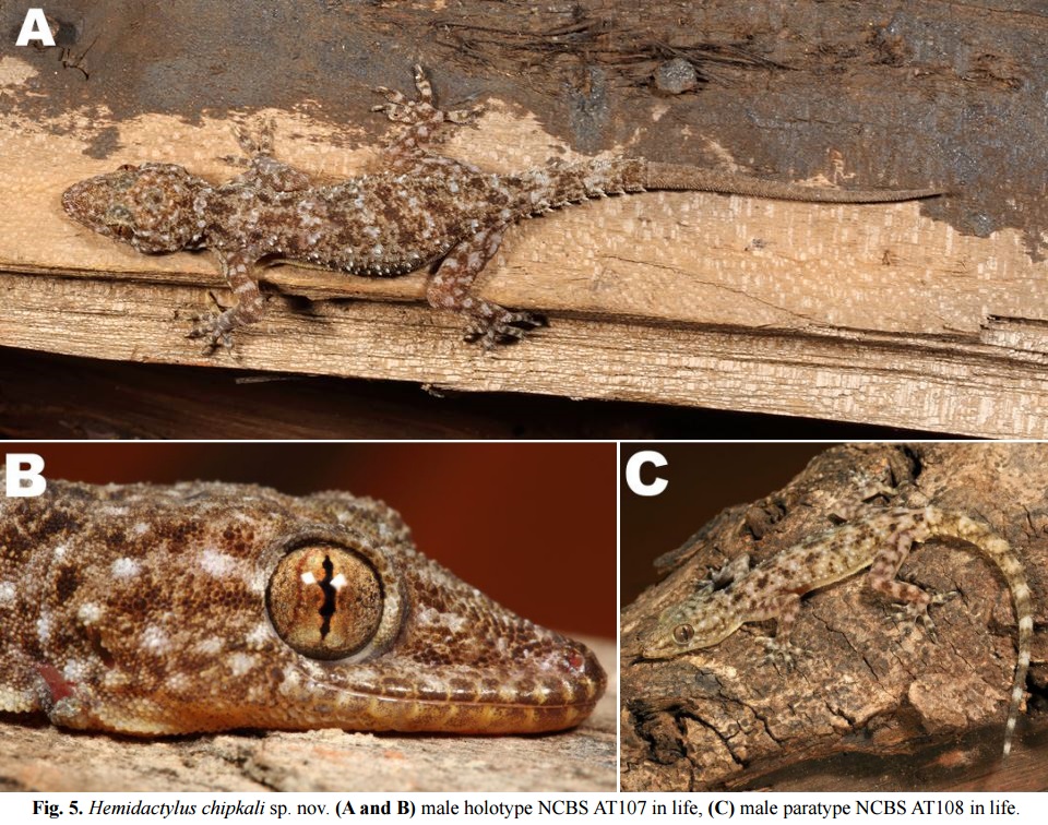 Species New to Science: [Herpetology • 2017] Hemidactylus chipkali • A ...