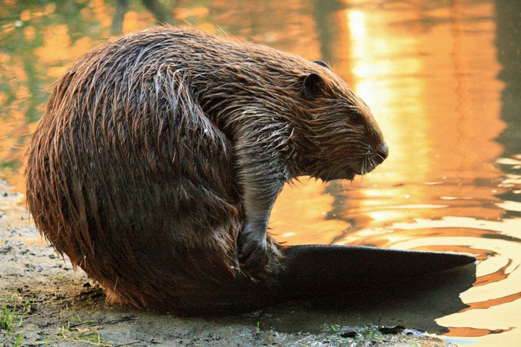 Beaver | The Life of Animals