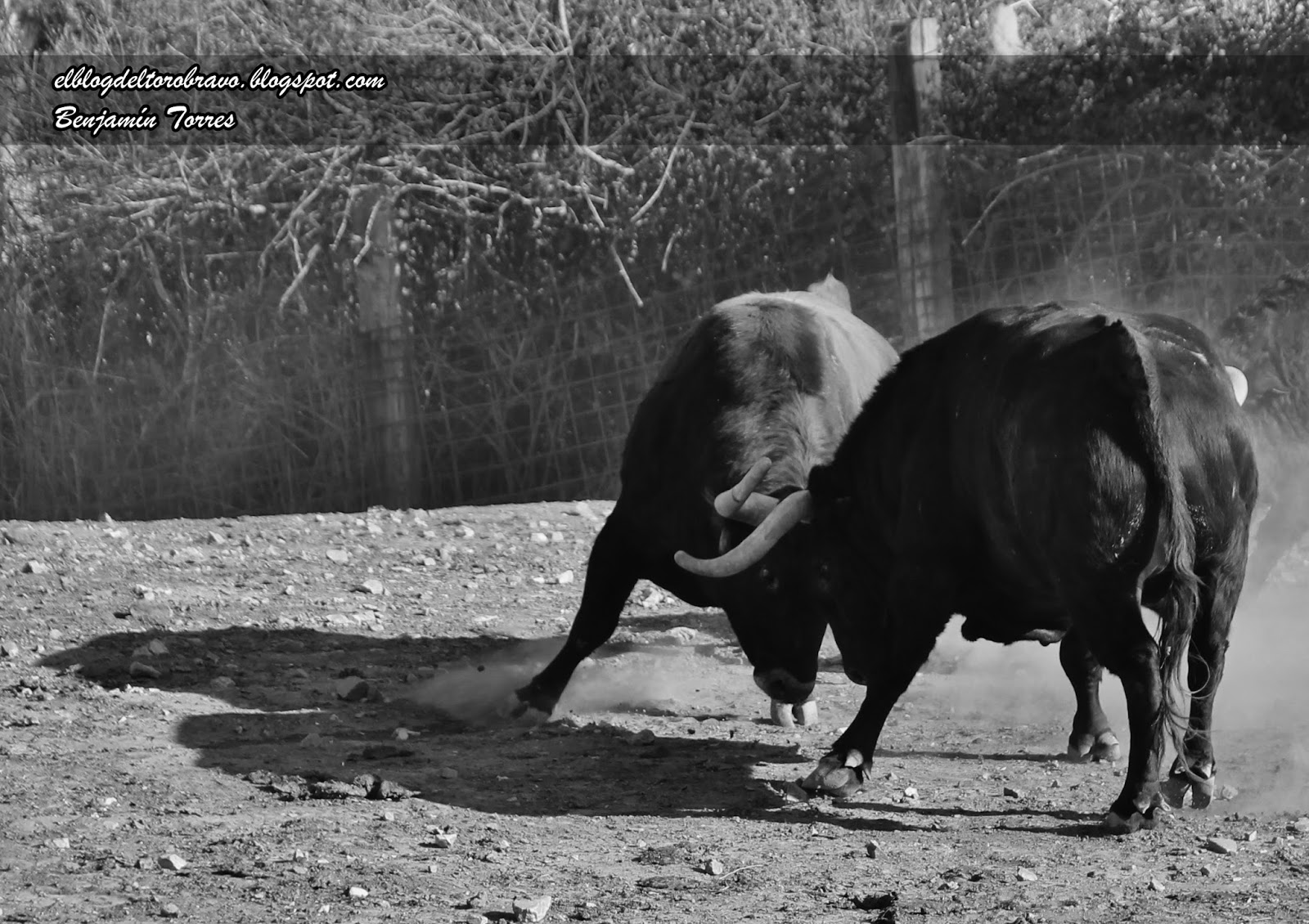 El Blog del toro bravo.: Pelea a muerte...