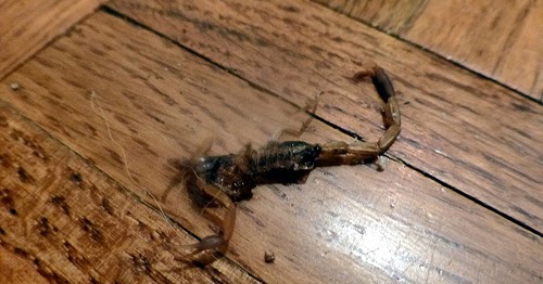 The Gentleman Crafter: Scorpion Bite!