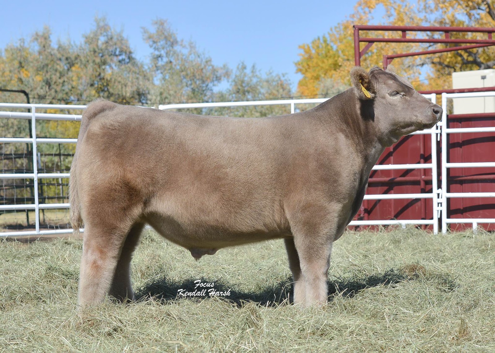 RCC Blog: Hi Ho Silver Steer Raised By Crane Cattle Company Selling ...