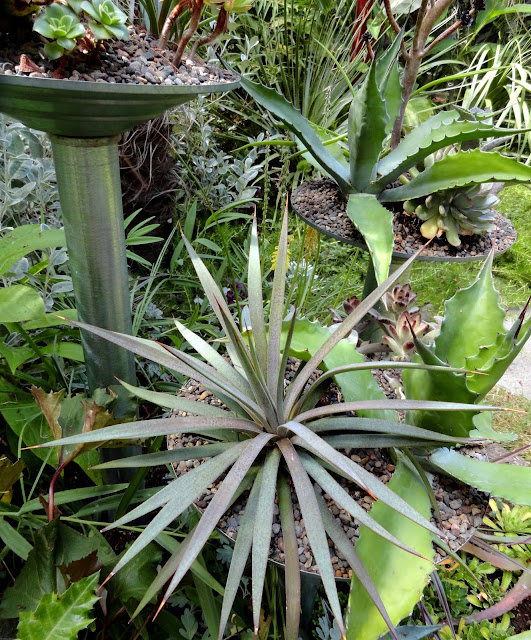 danger garden: The Mangaves, where are they now?