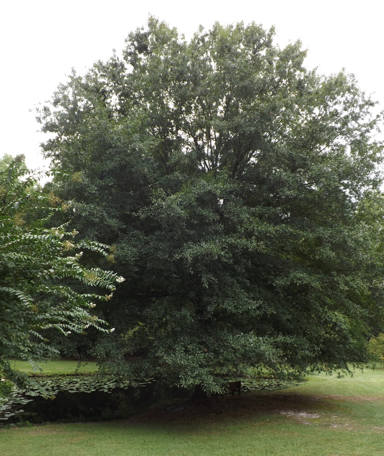 MARIETTE'S BACK TO BASICS: {Our Oak Tree after 22 Years}
