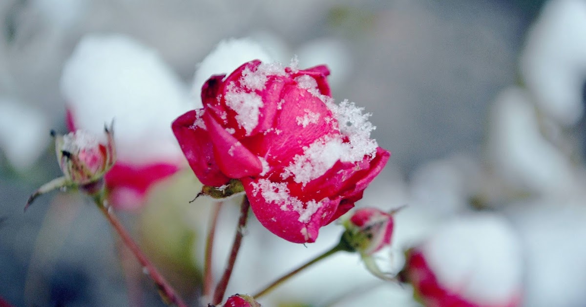 Snow on Rose Wallpaper
