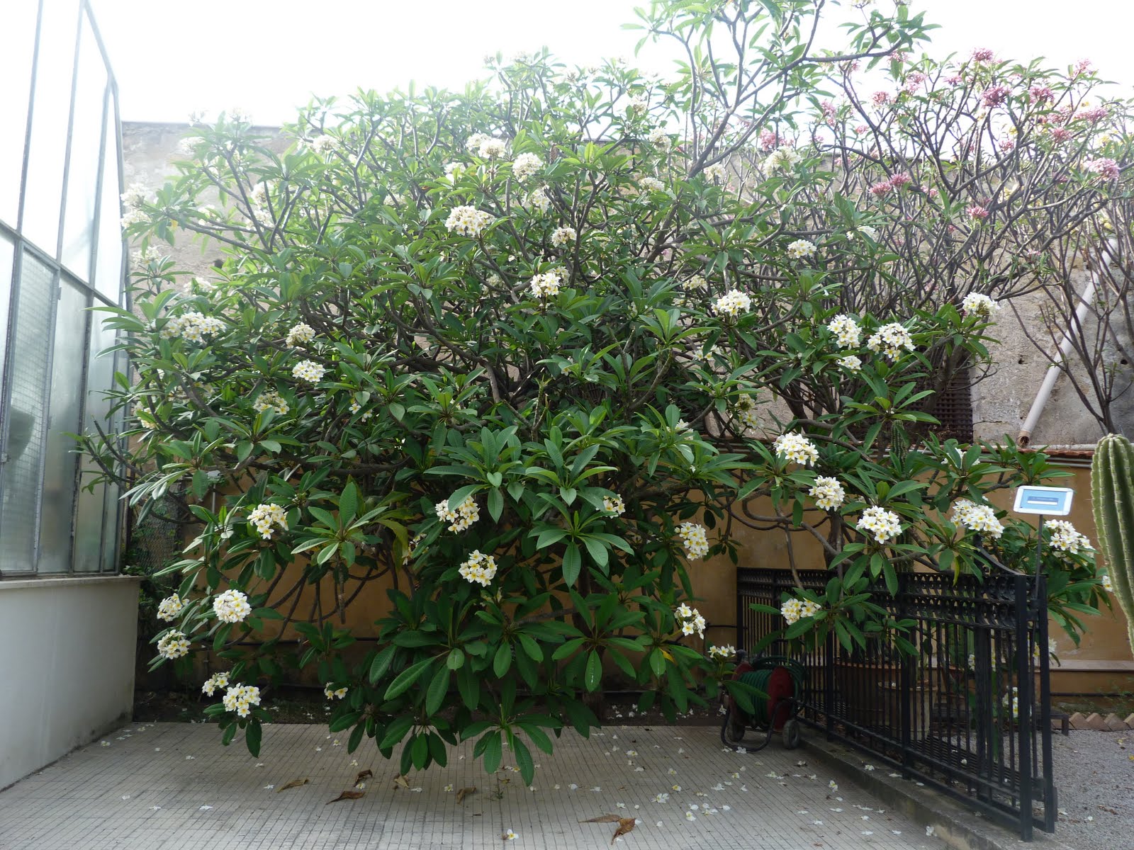 Tutti Pazzi Per Le Piante: PLUMERIA O FRANGIPANE